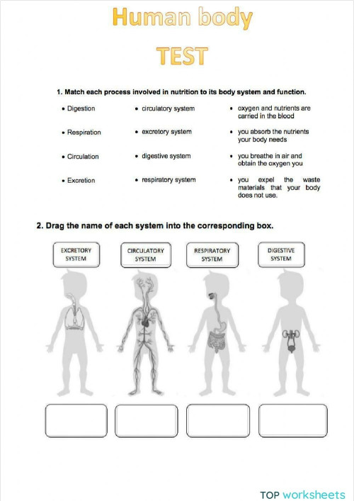 Human body test. Ficha interactiva | TopWorksheets