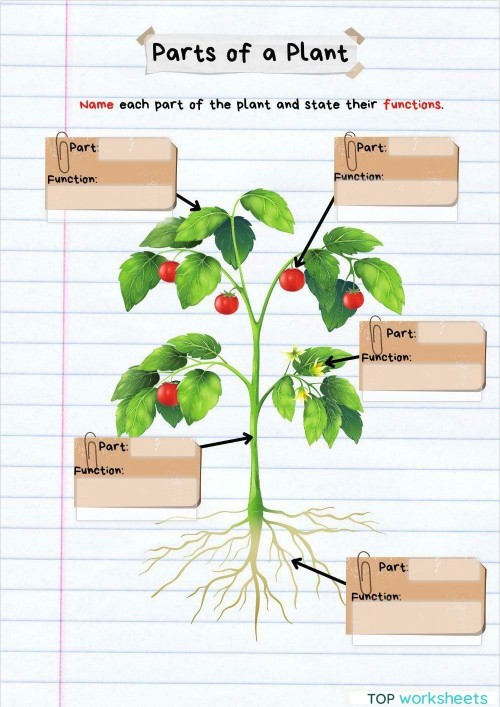 Plants. Interactive worksheet | TopWorksheets