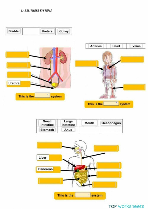 Label these body systems. Interactive worksheet | TopWorksheets