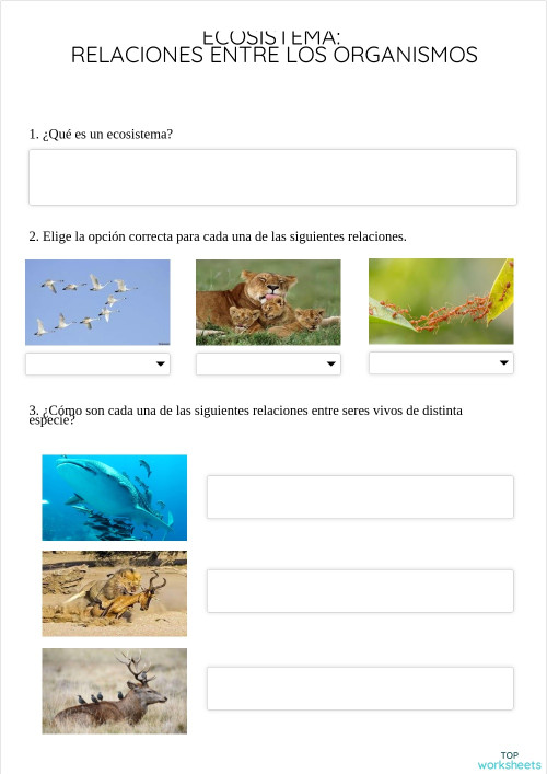LA REPRODUCCIÓN. Ficha interactiva | TopWorksheets