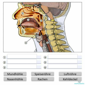 Atmungsorgane: die oberen atemwege. Interaktives Arbeitsblatt ...