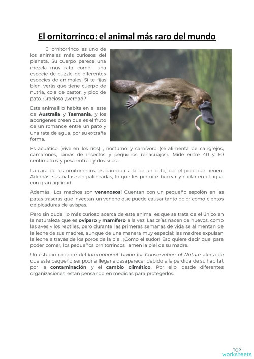 El Ornitorrinco El Animal Más Raro Del Mundo Ficha Interactiva