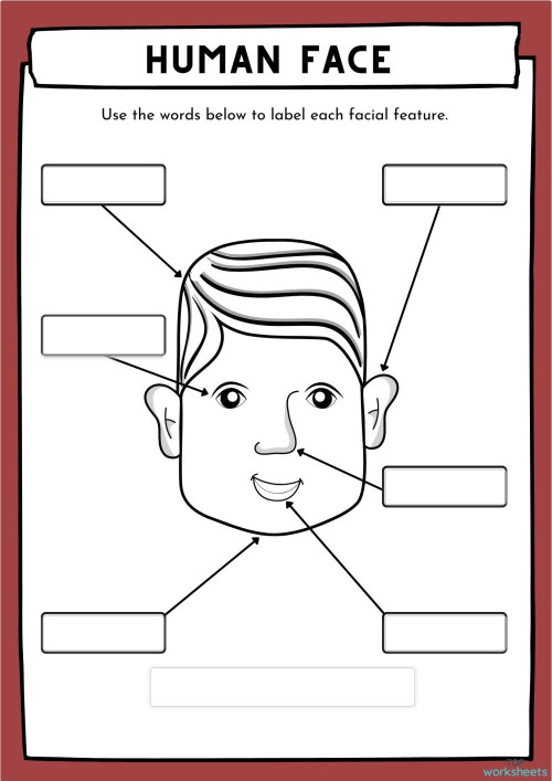 My Body (face) ใบงานเชิงโต้ตอบ | TopWorksheets