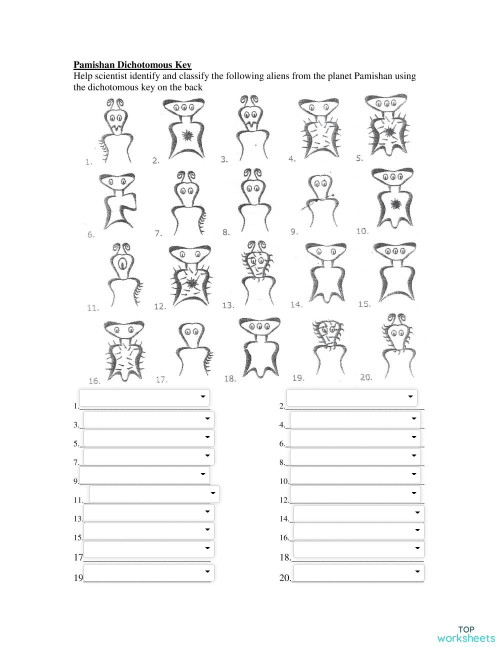Dichotomous Key Worksheet