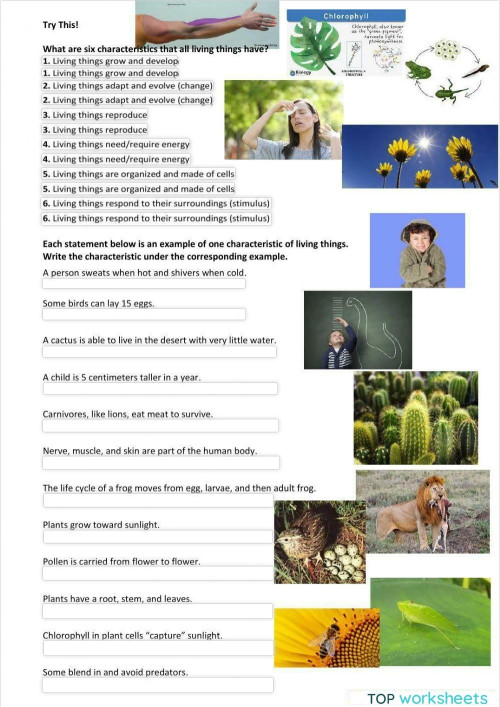 Characteristics of living beings part II. Interactive worksheet ...