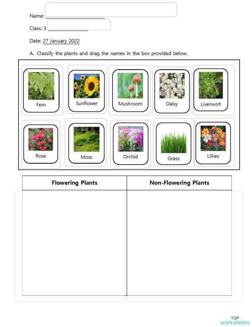Flowering And Non Flowering Plants Week 4 Interactive Worksheet flowering-and-non-flowering-plants-week-4-interactive-worksheet