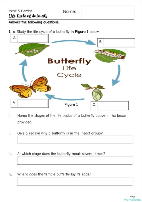 Life Cycle of Animals. Interactive worksheet | TopWorksheets
