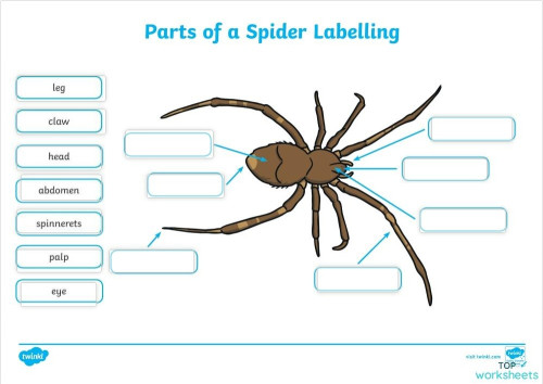 Spider Body Parts. Interactive worksheet | TopWorksheets