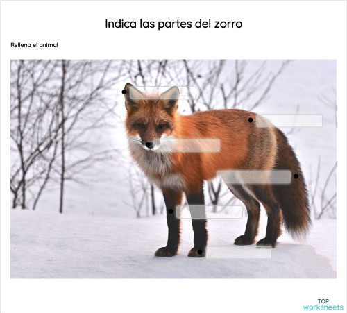 Indica las partes del zorro. Ficha interactiva | TopWorksheets