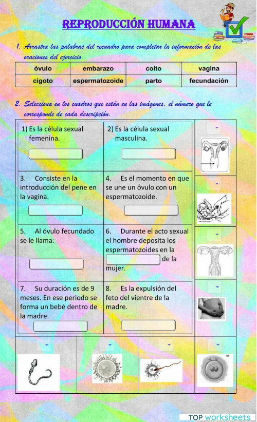 Reproducción humana for 6° de primaria. Ficha interactiva | TopWorksheets