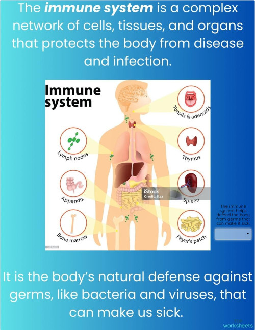 What is the Immune System? 1. Interactive worksheet | TopWorksheets