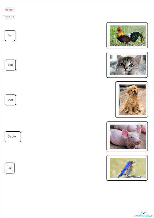 Animal vocabulary. Interactive worksheet | TopWorksheets