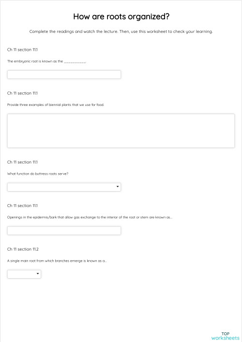 How are roots organized?. Interactive worksheet | TopWorksheets