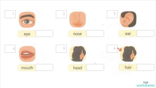 I have two eyes. Interactive worksheet | TopWorksheets