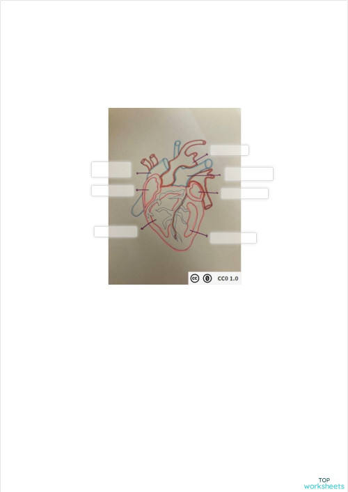 The parts of the heart. Interactive worksheet | TopWorksheets