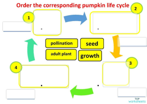 5THB Pumpkin life cycle. Interactive worksheet | TopWorksheets