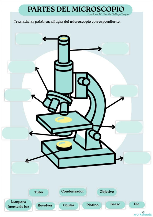 El microscopio. Ficha interactiva | TopWorksheets