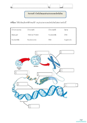 กิจกรรมที่ 3 chr structure ใบงานเชิงโต้ตอบ | TopWorksheets