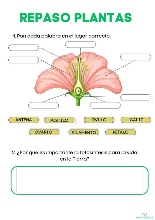 Repaso plantas. Ficha interactiva | TopWorksheets