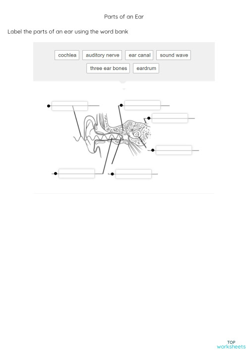 Parts of an Ear. Interactive worksheet | TopWorksheets