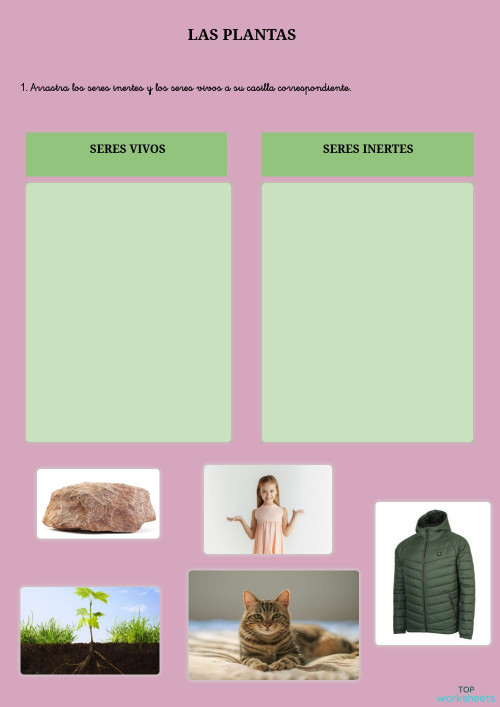 Las plantas. Ficha interactiva | TopWorksheets