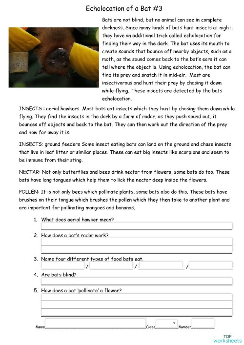 Reading Comprehension 3. Interactive worksheet | TopWorksheets