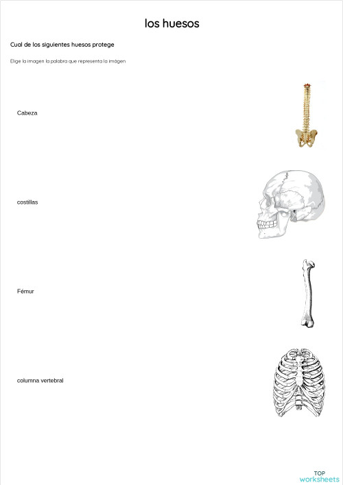 los huesos. Ficha interactiva | TopWorksheets