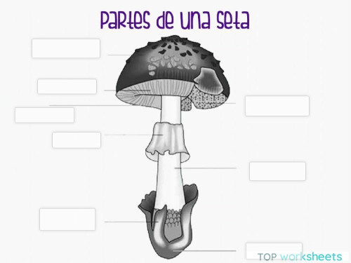 Partes de la seta. Ficha interactiva | TopWorksheets