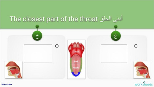 The articulation point of Arabic letters. ورقة عمل تفاعلية | TopWorksheets