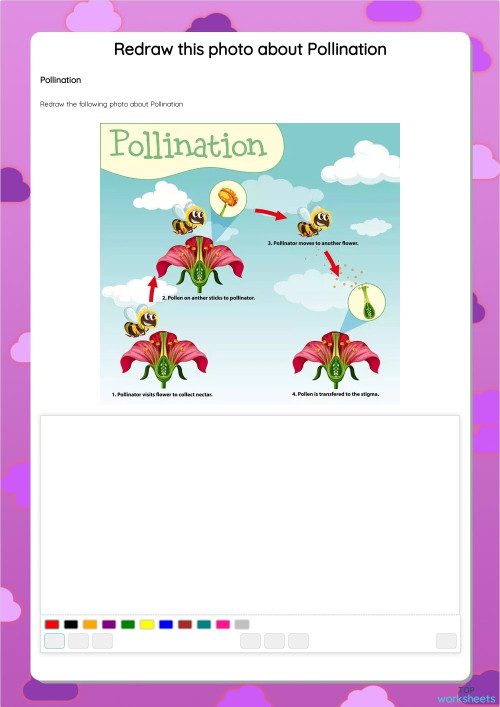 Redraw this photo about Pollination. Interactive worksheet | TopWorksheets