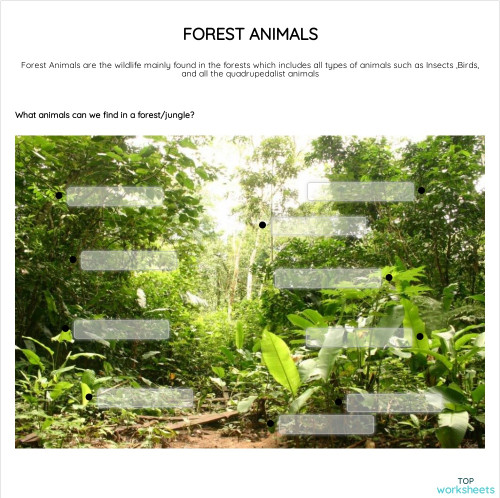 FOREST ANIMALS. Interactive worksheet | TopWorksheets