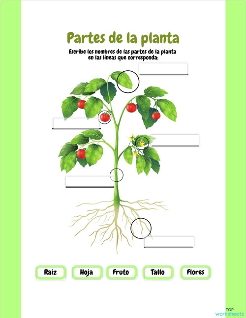 Fichas interactivas y ejercicios online en español | TopWorksheets