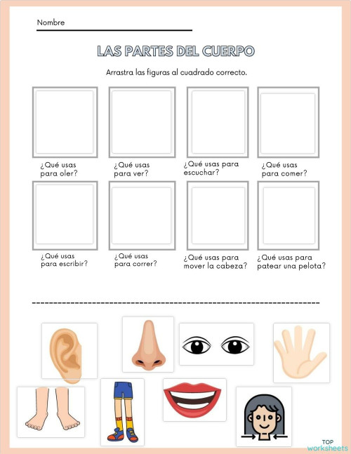 Las partes del cuerpo. Ficha interactiva | TopWorksheets
