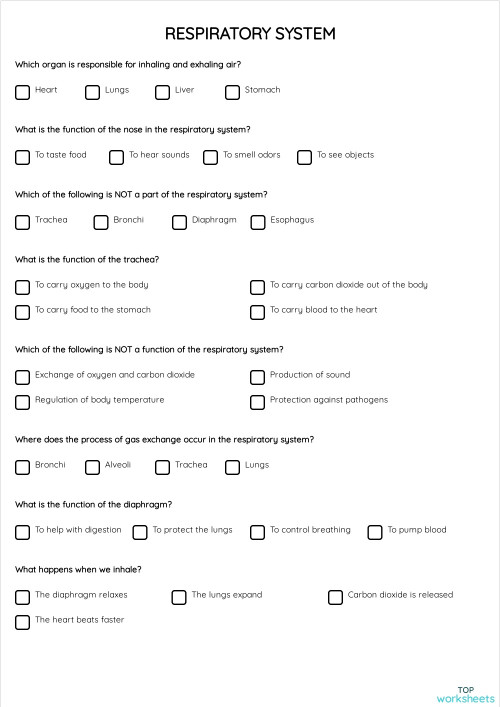 RESPIRATORY SYSTEM. Interactive worksheet | TopWorksheets