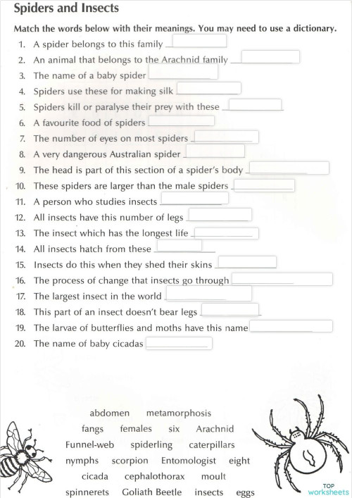 Unit 11 Spiders and Insects. Interactive worksheet | TopWorksheets
