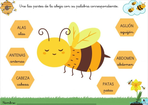 PARTES DE LA ABEJA. Ficha interactiva | TopWorksheets