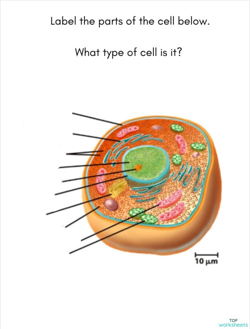 BIOLOGY: interactive worksheets and online exercises | TopWorksheets