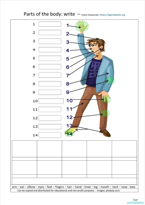 Parts of the body. Interactive worksheet | TopWorksheets