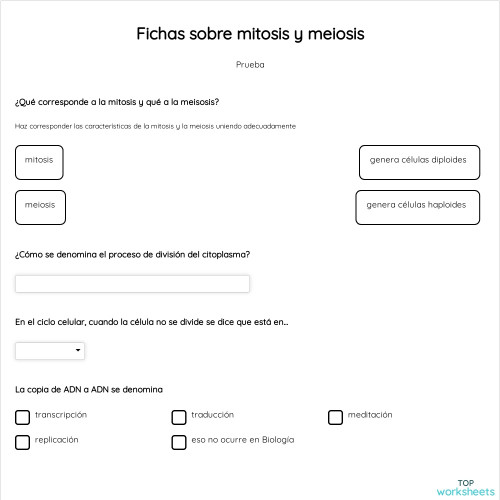 Hoja De Trabajo Sobre Meiosis Y Mitosis