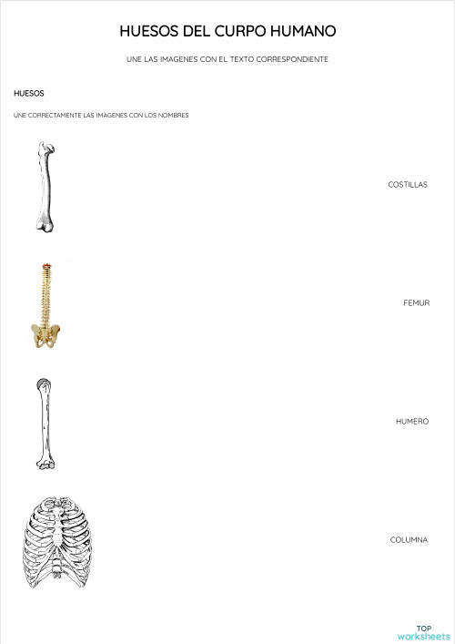HUESOS DEL CURPO HUMANO. Ficha interactiva | TopWorksheets