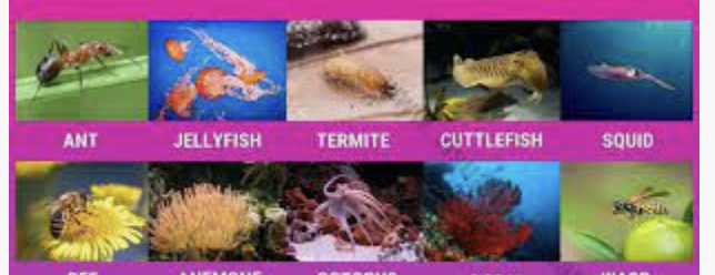 Invertebrates. Interactive worksheet | TopWorksheets