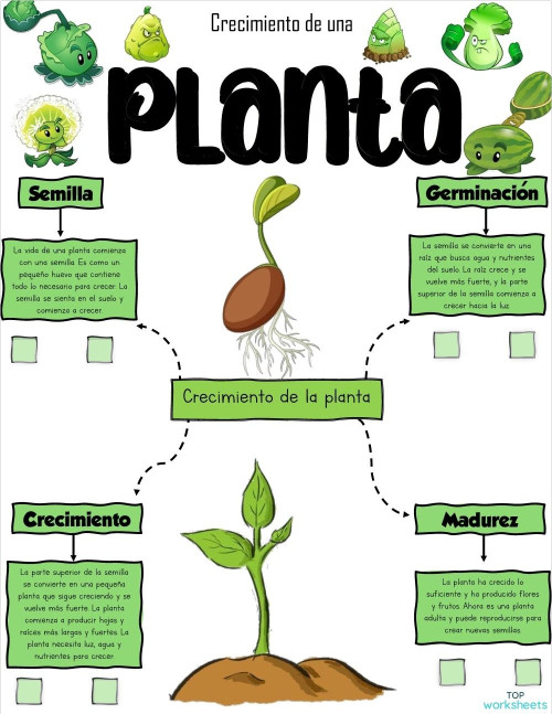 Partes De Una Planta Para Crecer 1069x751