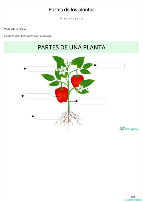 Las Partes De Una Planta Las Partes De La Planta