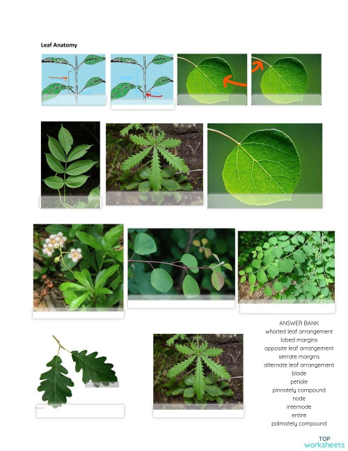 Leaf Anatomy. Interactive worksheet | TopWorksheets