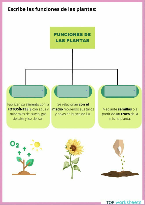 Funciones plantas. Ficha interactiva | TopWorksheets