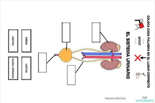 El sistema urinario. Ficha interactiva | TopWorksheets