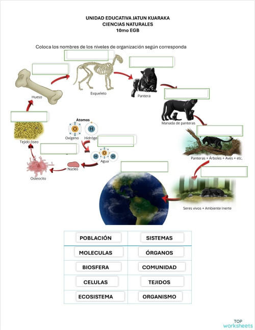 Seres Vivos y Materia Inerte. Ficha interactiva | TopWorksheets