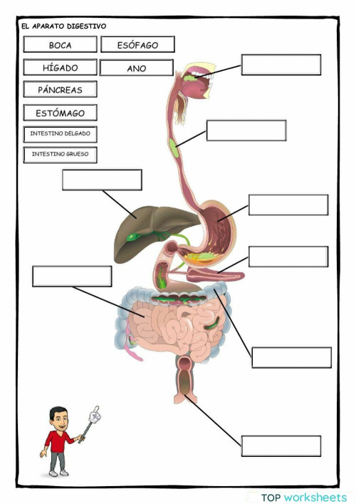 Aparato digestivo. Ficha interactiva | TopWorksheets