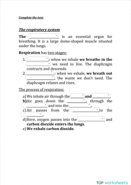 The respiratory system. Interactive worksheet | TopWorksheets
