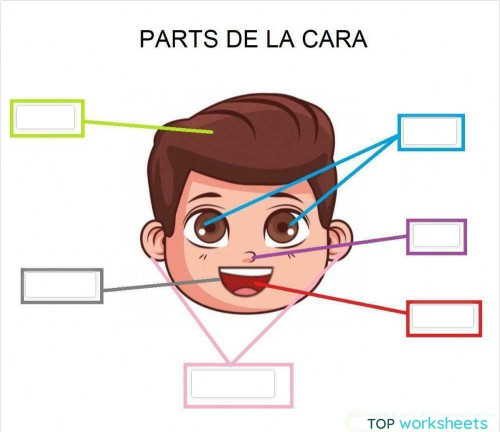 Parts de la cara. Fitxa interactiva | TopWorksheets